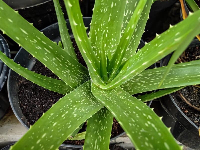Aloe vera in the pot stock photo. Image of aloe, herbs - 203605826