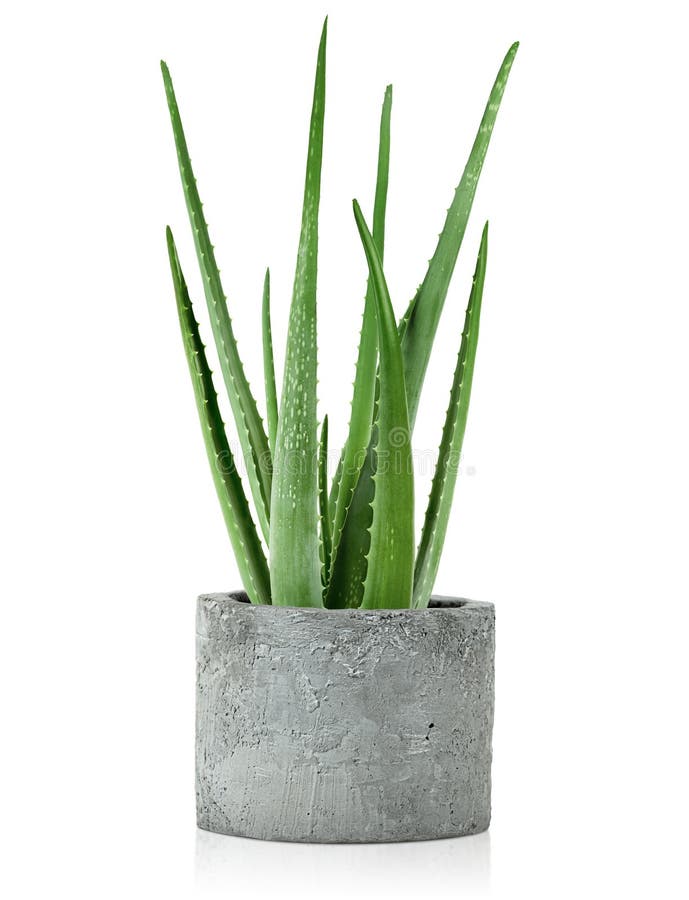 Aloe vera in a pot stock photo. Image of treatment, leaf - 246147034
