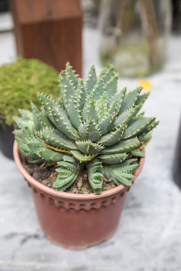 Aloe vera in pot stock photo. Image of isolated, ceramic - 60513002