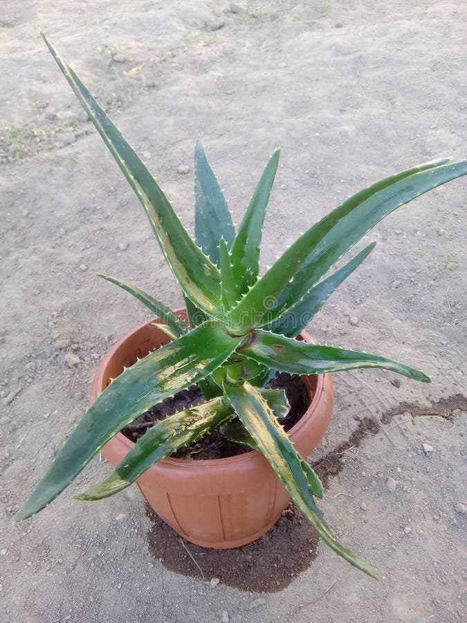Aloe vera in a pot stock photo. Image of vera, aloe, medical - 79901612