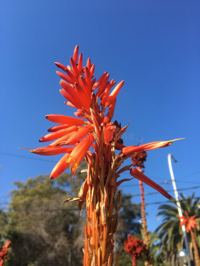 Aloe Vera stock photo. Image of flora, botany, flowers - 225869834
