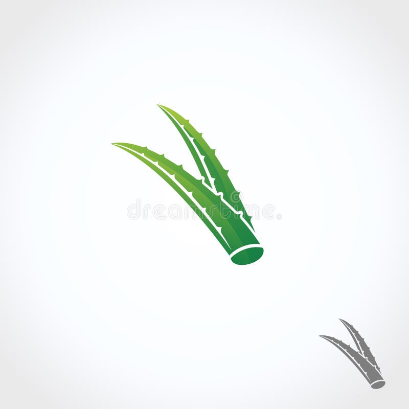 Aloe Vera set. Vector stock vector. Illustration of decorative - 85436938