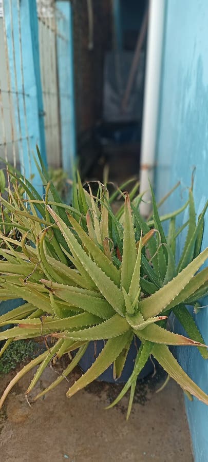 Aloe Vera on the Side House Stock Image - Image of vera, wildflower ...