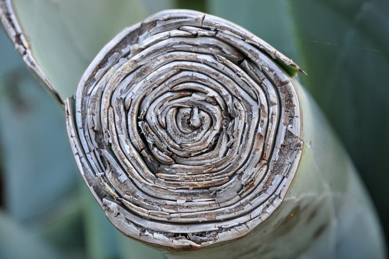 Aloe vera sliced section stock photo. Image of green - 14183210