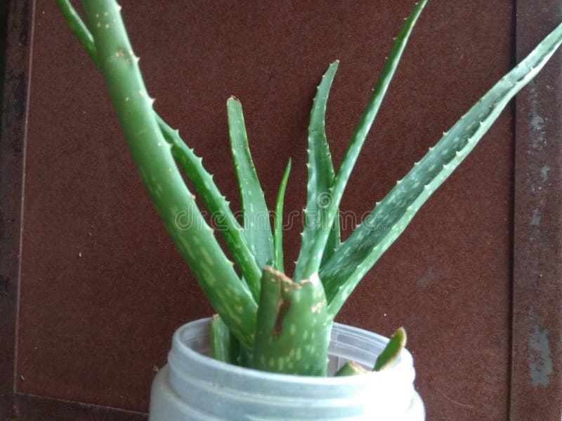 A small aloe-vera plant stock photo. Image of burn, cure - 167176232