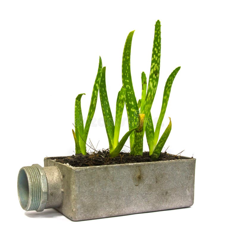 A SMALL ALOE VERA PLANT stock photo. Image of close - 137712604