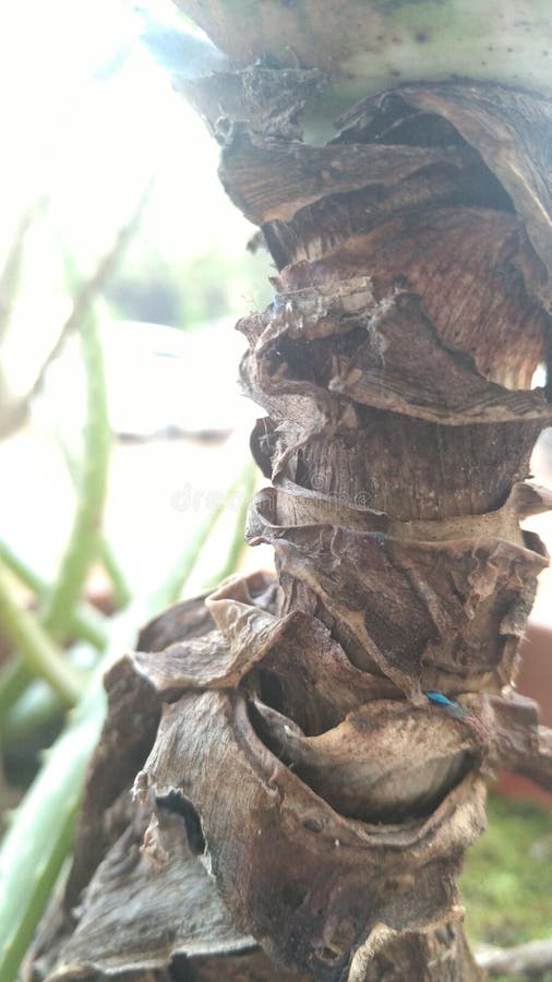 Aloe vera stem stock photo. Image of stem, shows, vera - 85240700