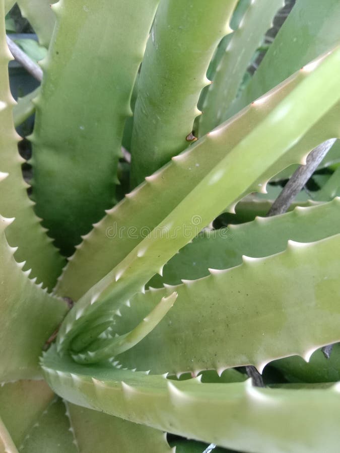Aloe Vera Stems Have Many Different Uses and are Very Beautiful and ...
