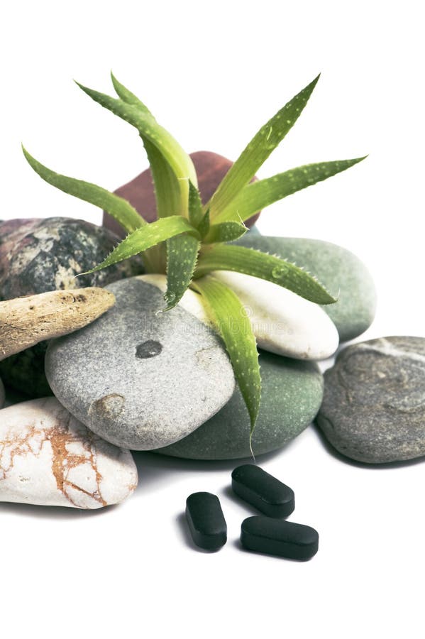 Aloe vera and stones stock photo. Image of cactus, beauty - 13768406