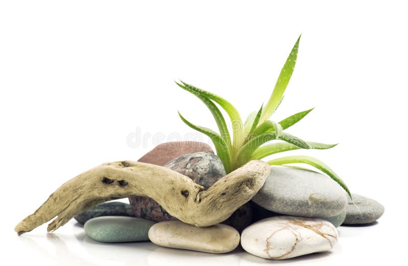 Aloe vera and stones stock photo. Image of cactus, beauty - 13768406