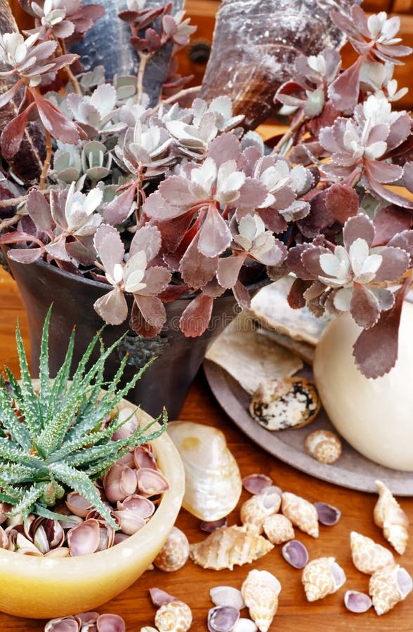 Aloe Vera and Succulent Plant Stock Image - Image of decoration, indoor ...