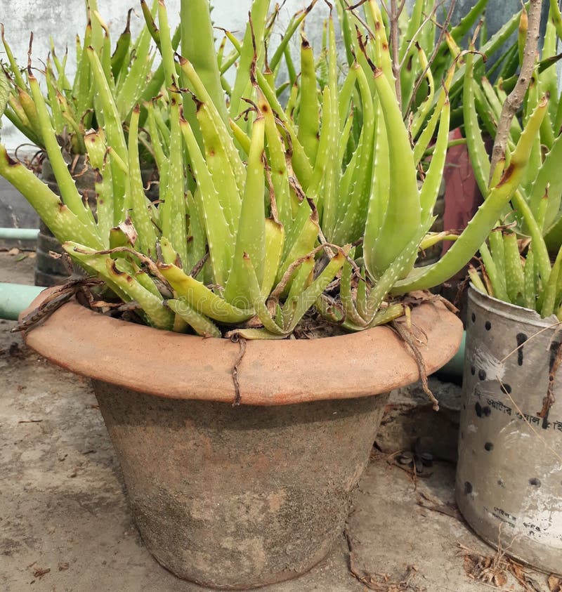 Aloe Vera is a Succulent Plant Species of the Genus Aloe. Stock Photo ...