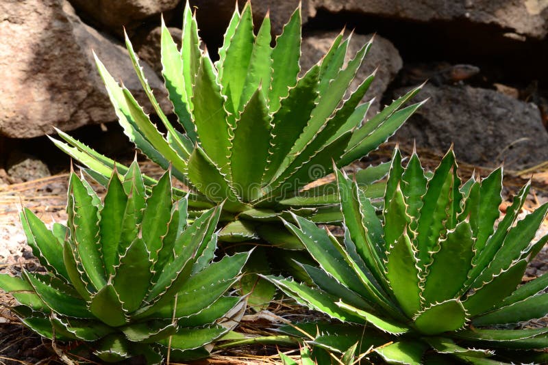 Aloe vera stock image. Image of stones, bushes, green - 46837393