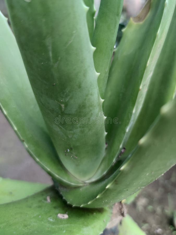 Aloe Vera tree stock photo. Image of life, vera, nature - 223646230