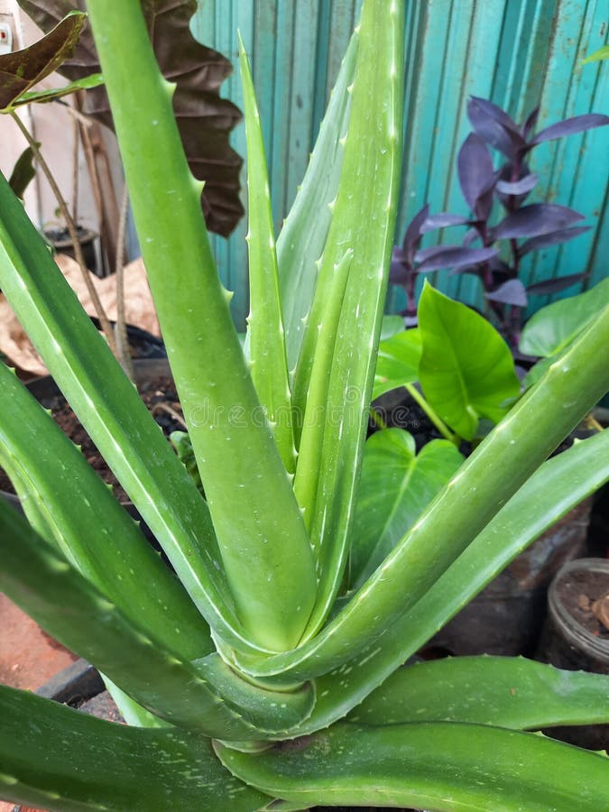 2,930 Aloe Vera Tree Photos - Free & Royalty-Free Stock Photos from ...