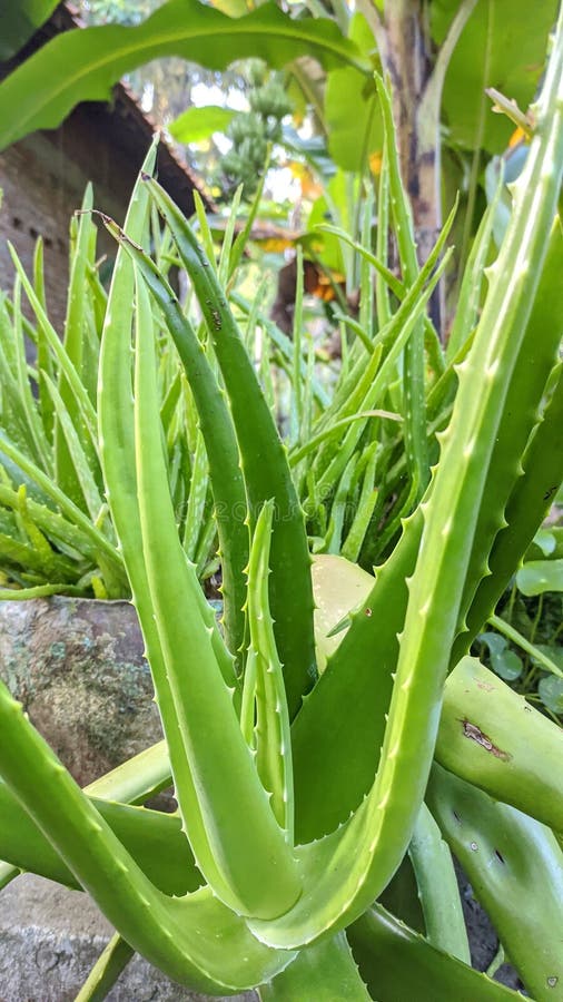 Aloe Vera tree stock image. Image of field, lawn, soil - 238149625