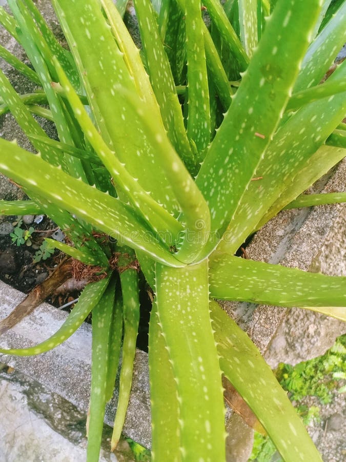 Aloe vera tree, gardens, stock photo. Image of aloe - 290491720