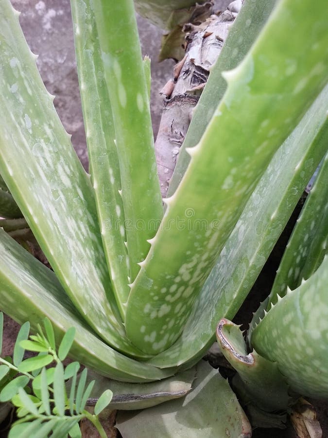 Aloe vera tree stock image. Image of green, aloe, vera - 153173325
