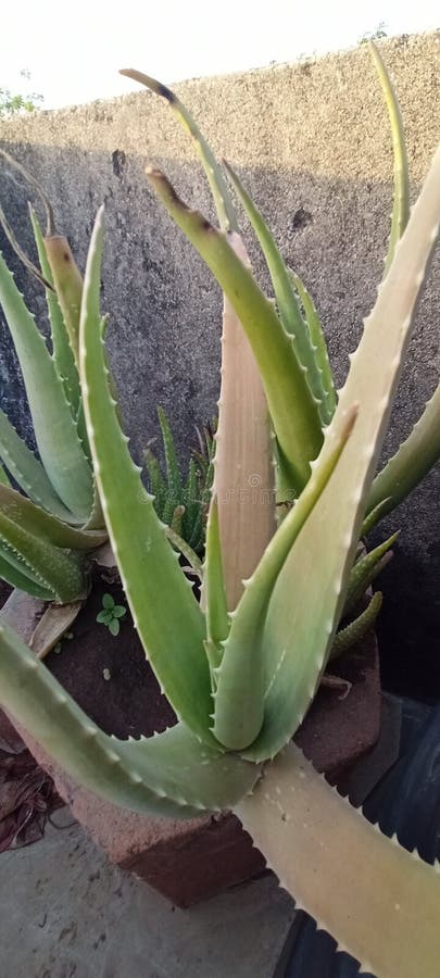 Aloe vera tree plant stock photo. Image of brightness - 182059310