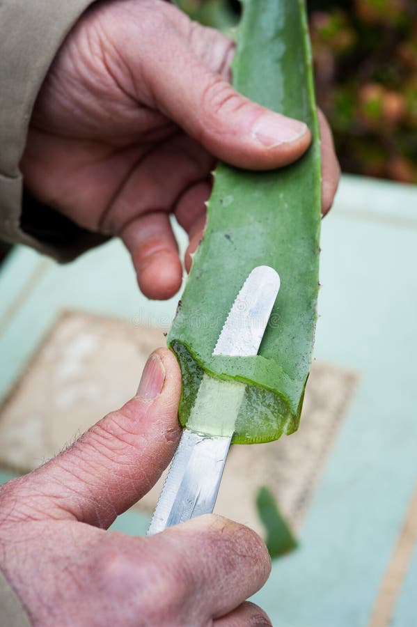 Aloe-vera stock photo. Image of medicine, thorn, knife - 65428698