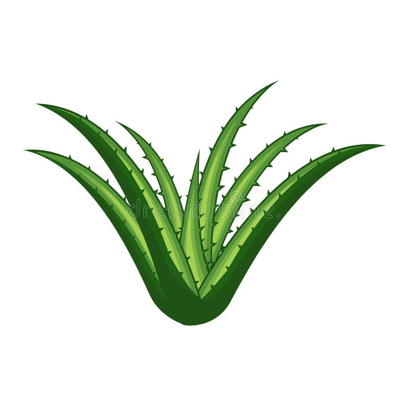 Aloe Plant Vector