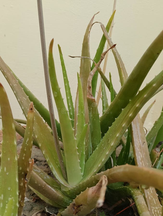 Aloe Vera after Watering and Has Old Color Stock Image - Image of cure ...