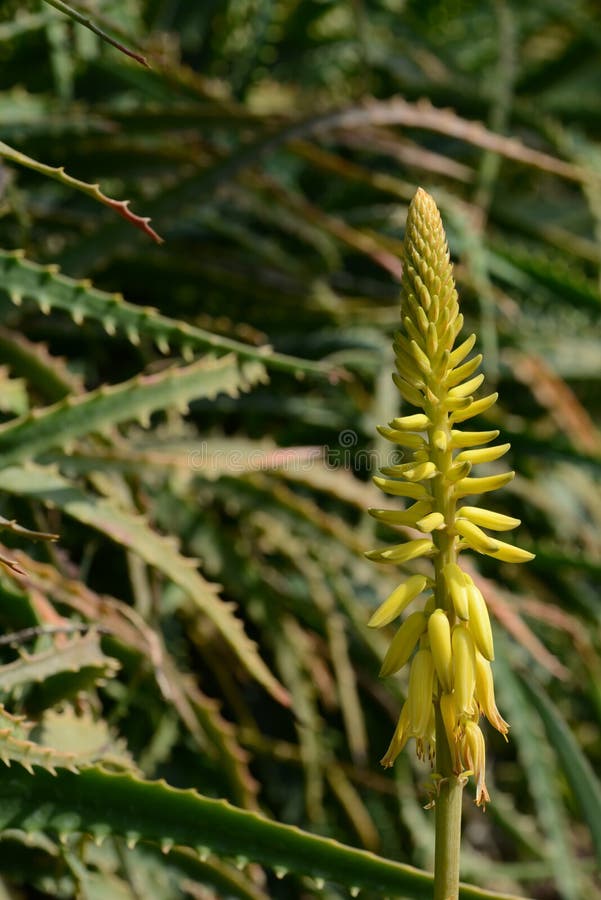 Aloe Vera stock photo. Image of herbal, outdoor, corolla - 95051738
