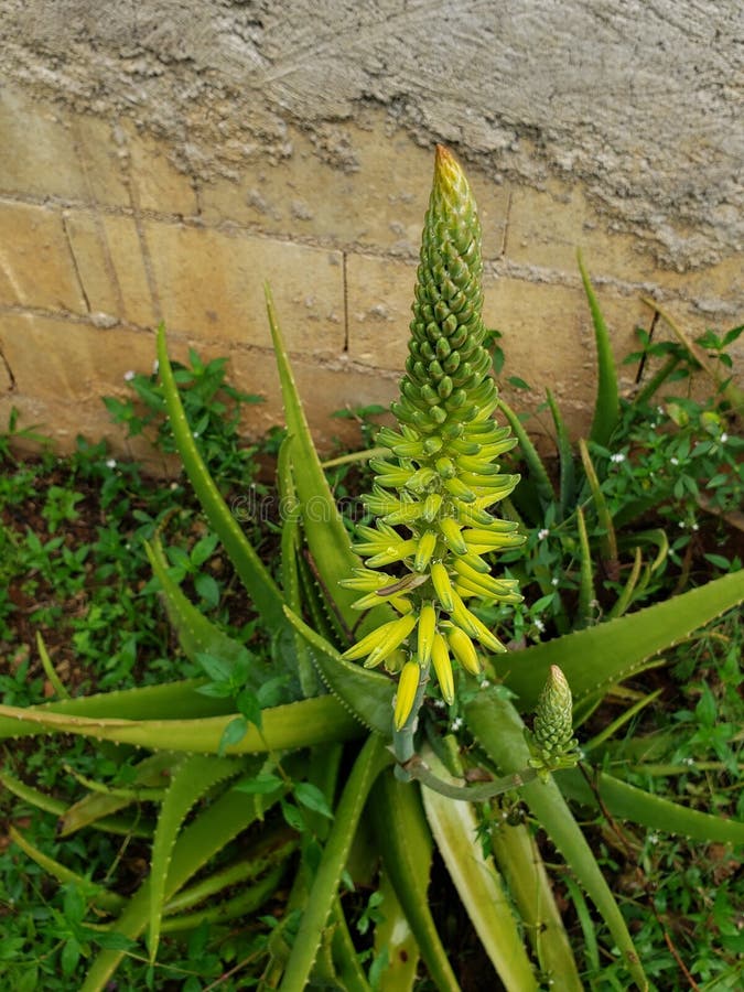 Aloe Vera Yellow Flower Buds Stock Image - Image of aloe, vera: 241415493