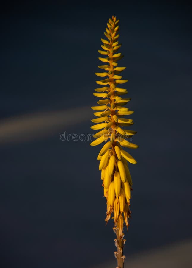 Aloe Vera Yellow Flower with Dark Background Stock Photo - Image of ...