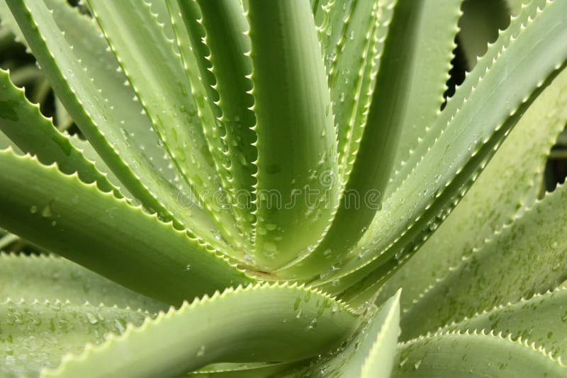 Sophie Rain Anonpaste Stock Photos - Free & Royalty-Free Stock Photos ...