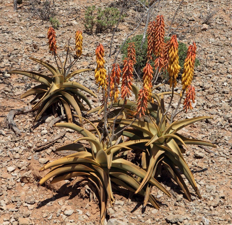 Aloes zdjęcie stock. Obraz złożonej z medycyna, aridity - 30825216