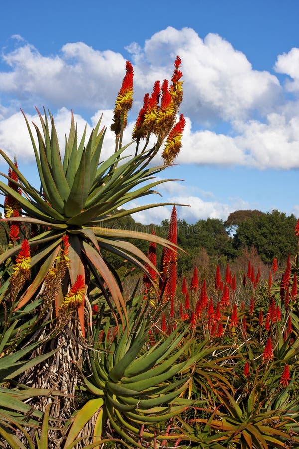 Aloes in a garden stock photo. Image of ingredients, clouds - 27614554