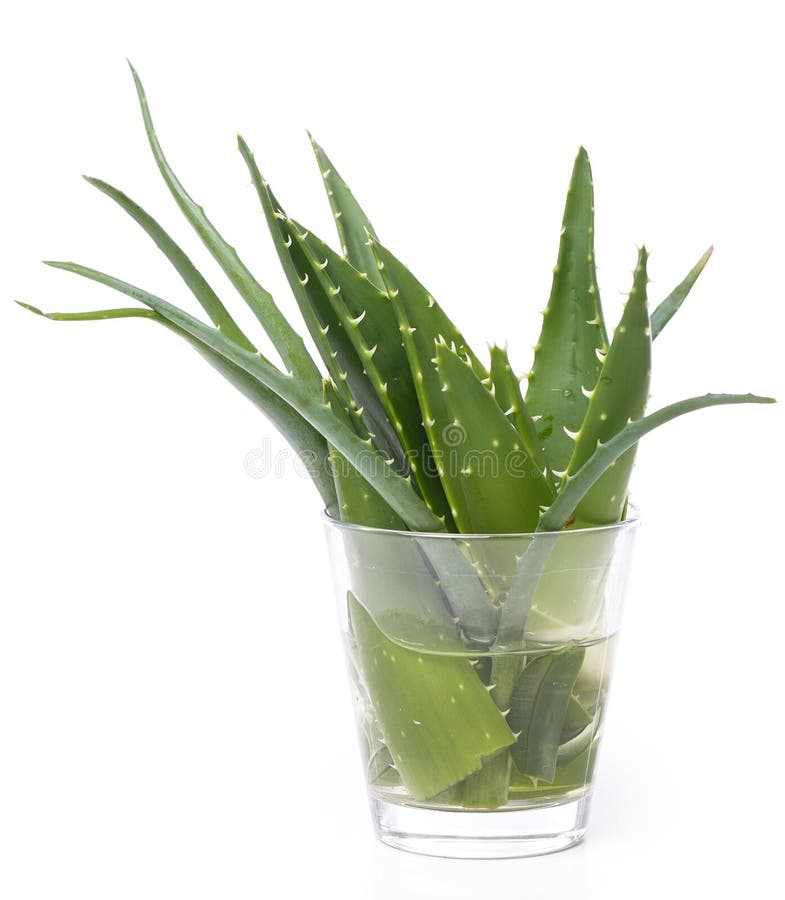 Aloe Vera Chunks stock photo. Image of cutout, aloe, vera - 16053574