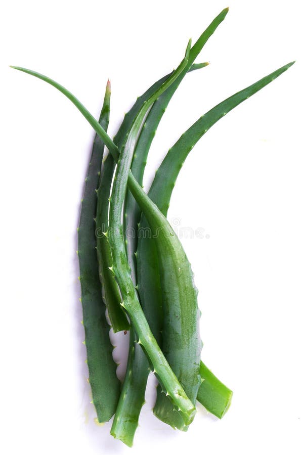 Aloe Vera Chunks stock photo. Image of cutout, aloe, vera - 16053574