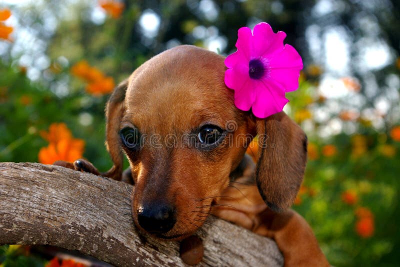 Aloha Dachshund Puppy stock image. Image of hawaiin, magenta - 24208761