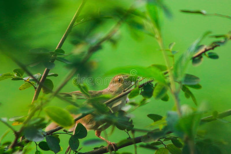 The alon bird stock image. Image of bird, forest, beak - 212979571