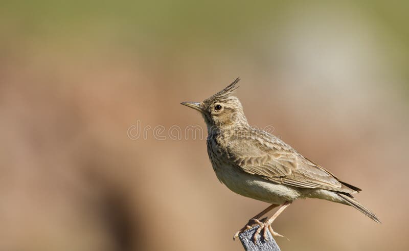 Alondra con cresta foto de archivo. Imagen de cuenta - 26738480
