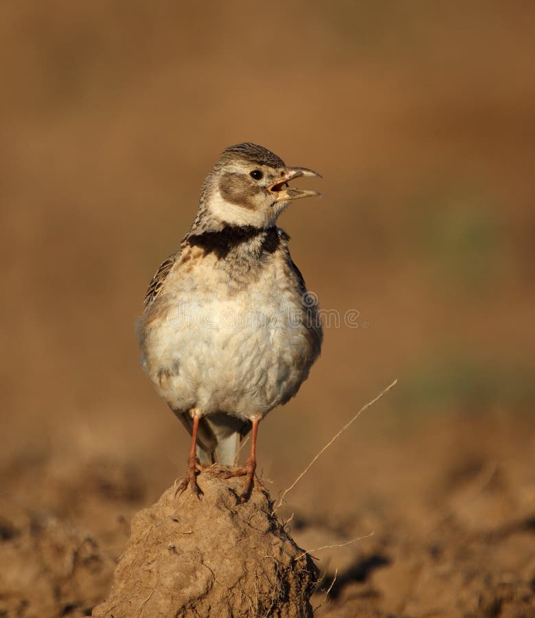 Alondra de Calandra foto de archivo. Imagen de salvaje - 84475830