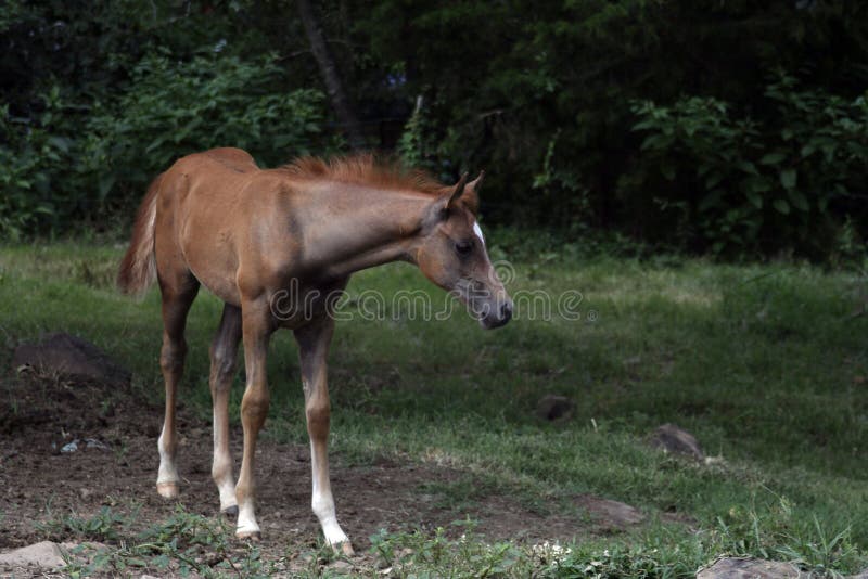 Alone stock photo. Image of alone, baby, colt, single - 3575230