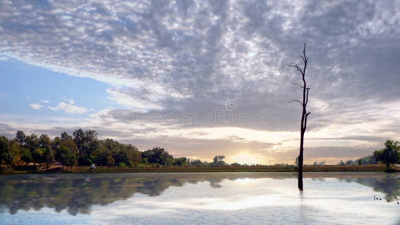 Alone Abstract Concept, Dead Tree in the Middle of Lake Stock Photo ...