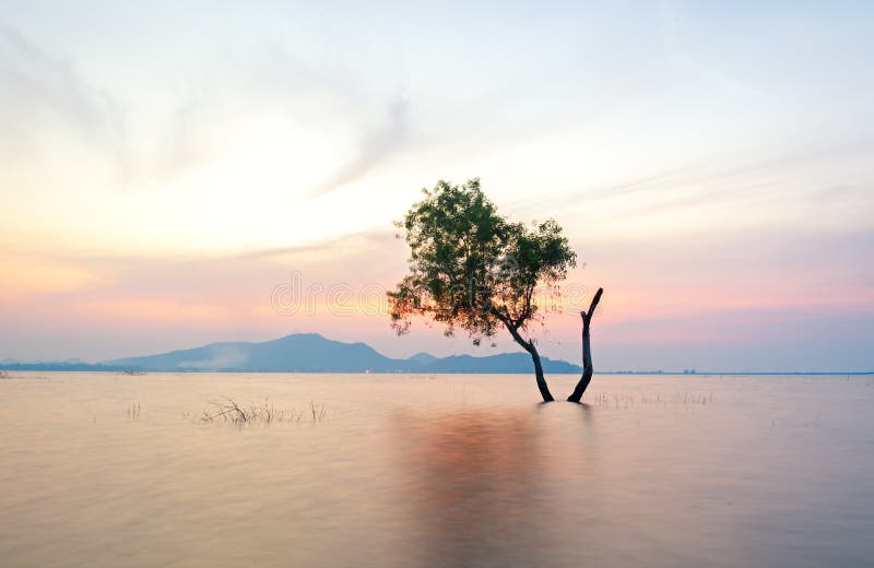 Alone Alive Tree is in the Flood Water of Lake at Sunset Scenery in ...