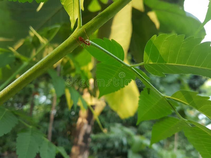 Alone ant stock image. Image of environments, landscape - 117565267