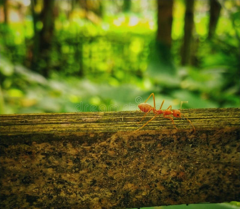 Alone Ant stock image. Image of playing, alone, single - 121944785