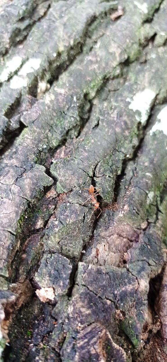 Alone ant in the trees stock photo. Image of tree, alone - 221184530