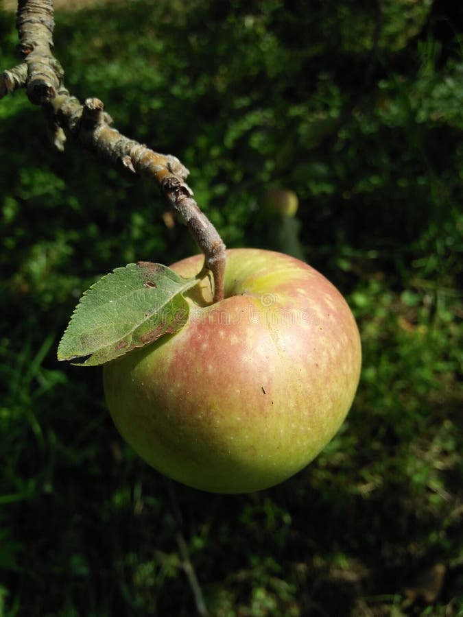 Alone stock photo. Image of batu, apple, malang, alone - 98701886