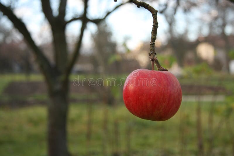 Alone apple on tree stock photo. Image of autumn, alone - 7225056
