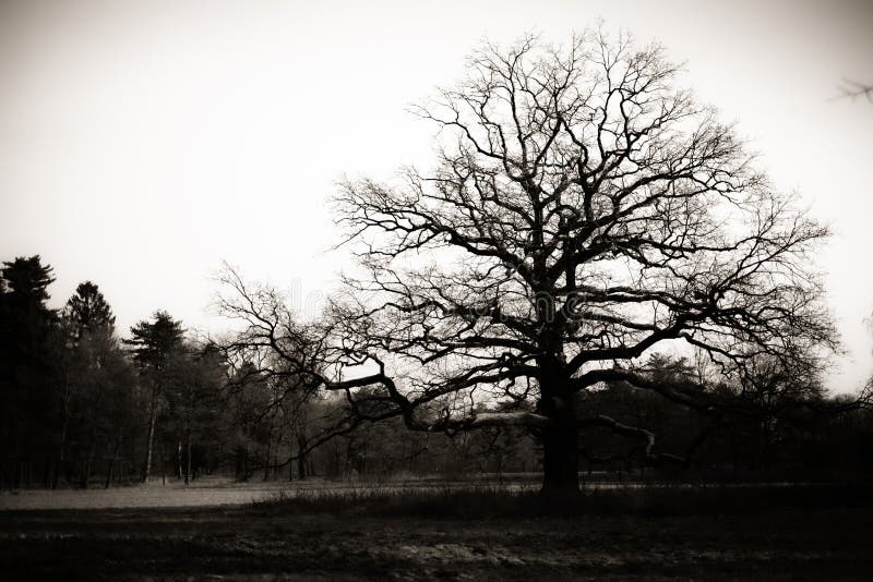 Alone Autumn Tree .. - Black and White Stock Image - Image of forest ...