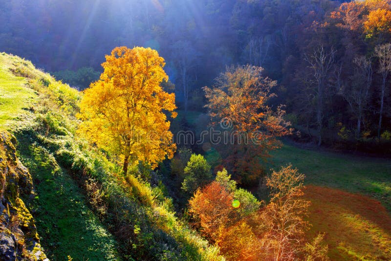 Alone Autumn Tree on Mountain at Sunset . Stock Image - Image of season ...
