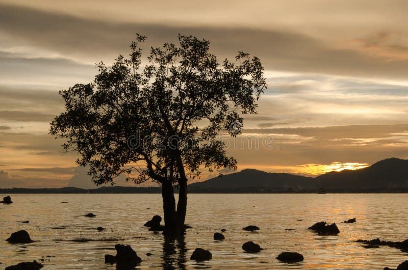 Alone stock image. Image of mountain, tree, water, alone - 52174847