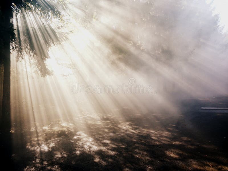 Alone Backlit Forest Sun Rays Stock Photo - Image of backlit, lonely ...
